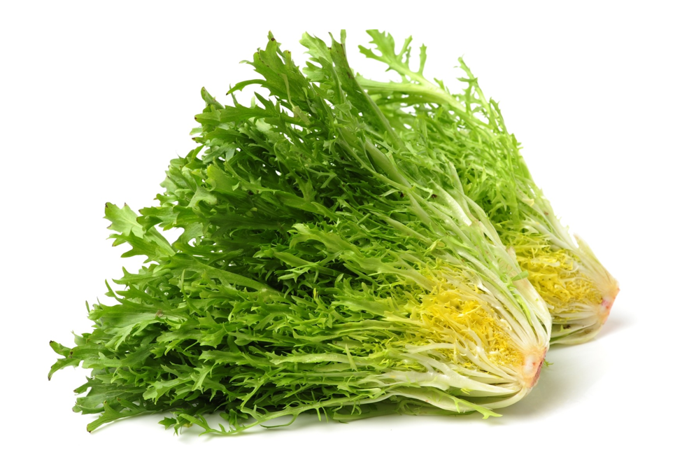Marni Fruit B.V. • Frisée green